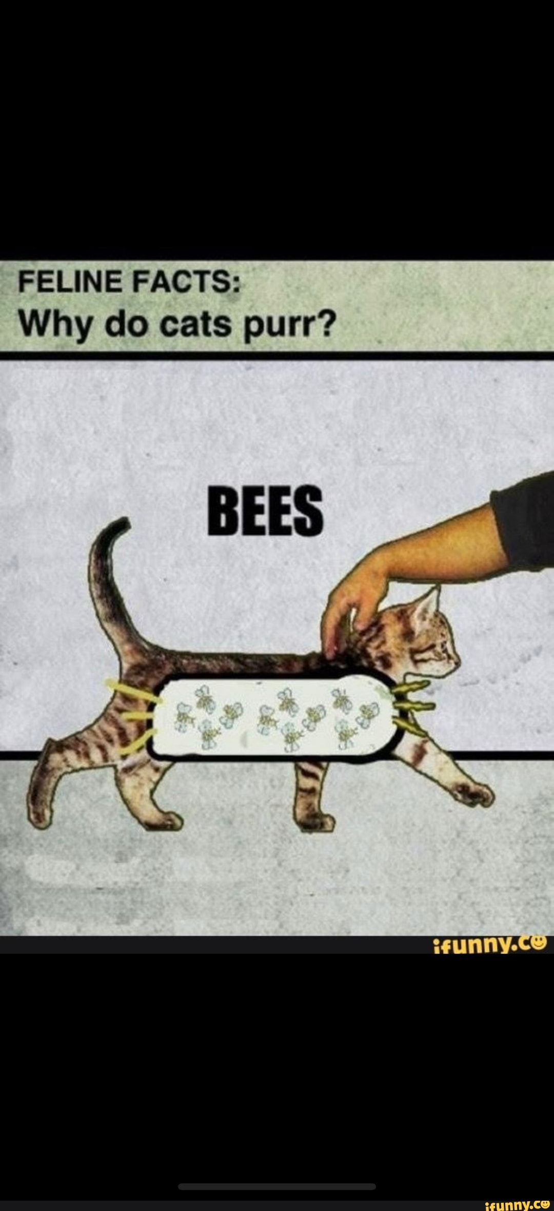 Bees memes. Best Collection of funny Bees pictures on iFunny
