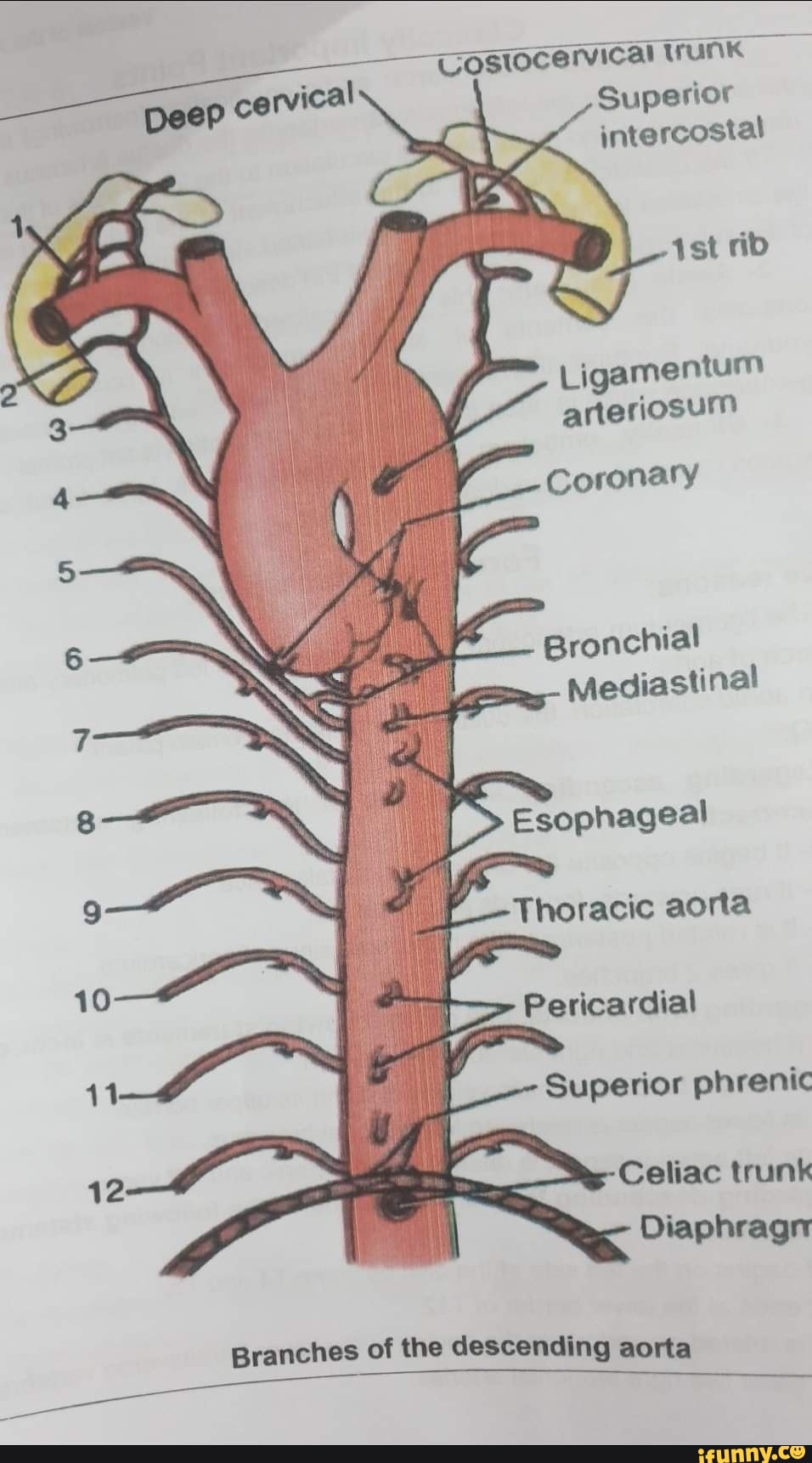 Pericardial memes. Best Collection of funny Pericardial pictures on iFunny