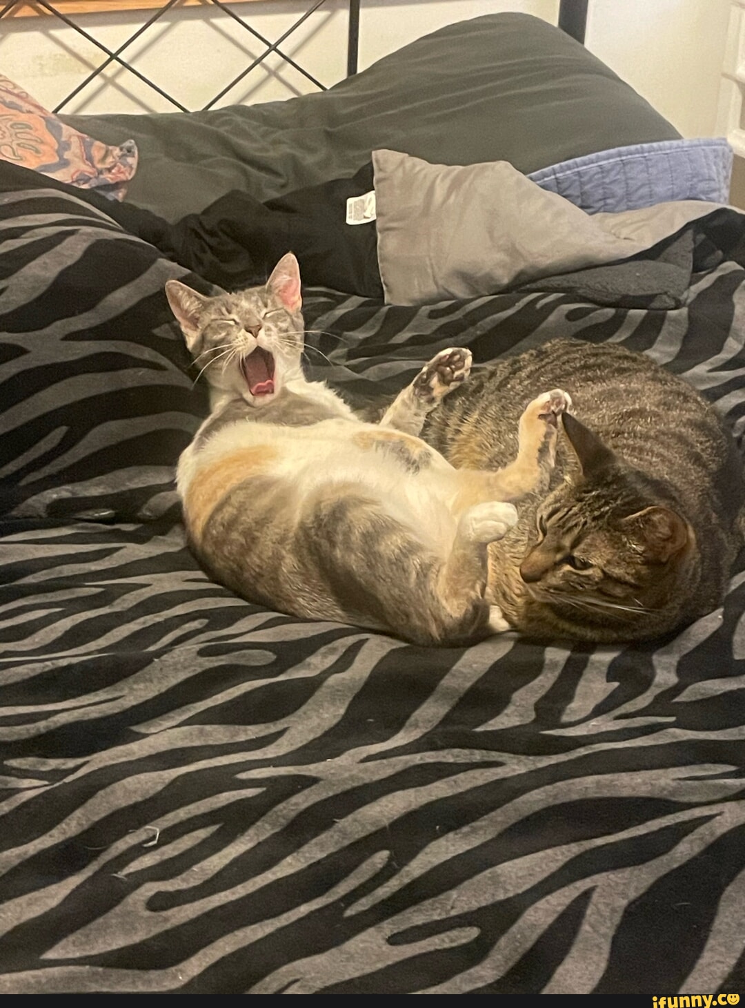 Cuddling memes. Best Collection of funny Cuddling pictures on iFunny