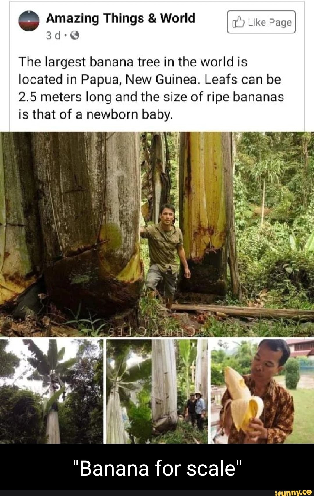 Papua memes. Best Collection of funny Papua pictures on iFunny