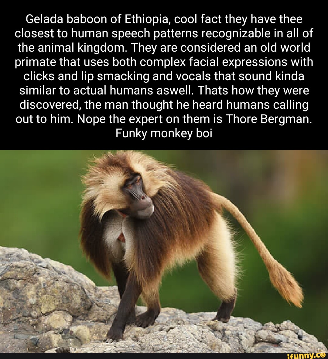 Gelada memes. Best Collection of funny Gelada pictures on iFunny