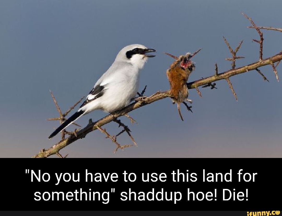 Shaddup memes. Best Collection of funny Shaddup pictures on iFunny