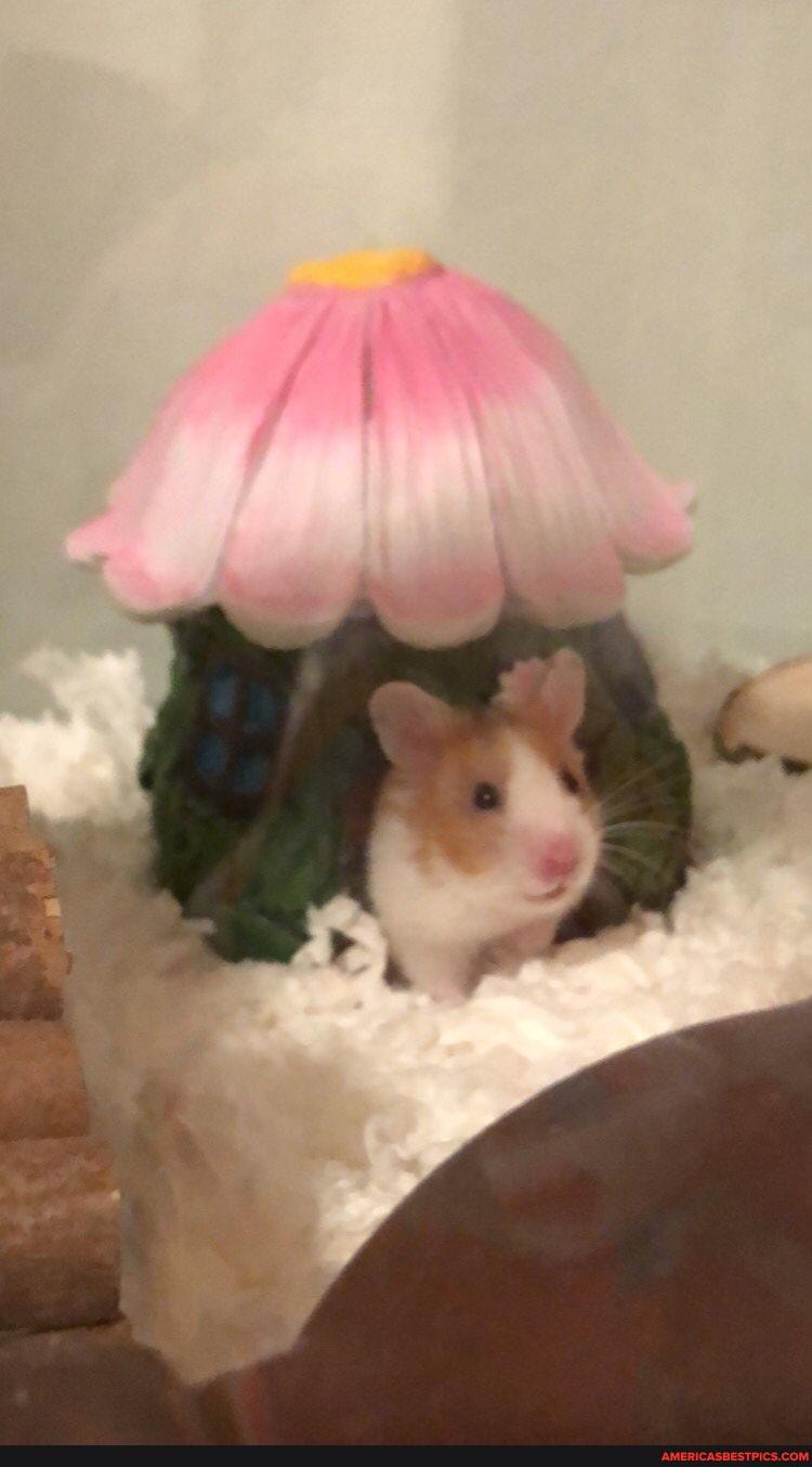 #cottagecore #pets #animals - America’s best pics and videos