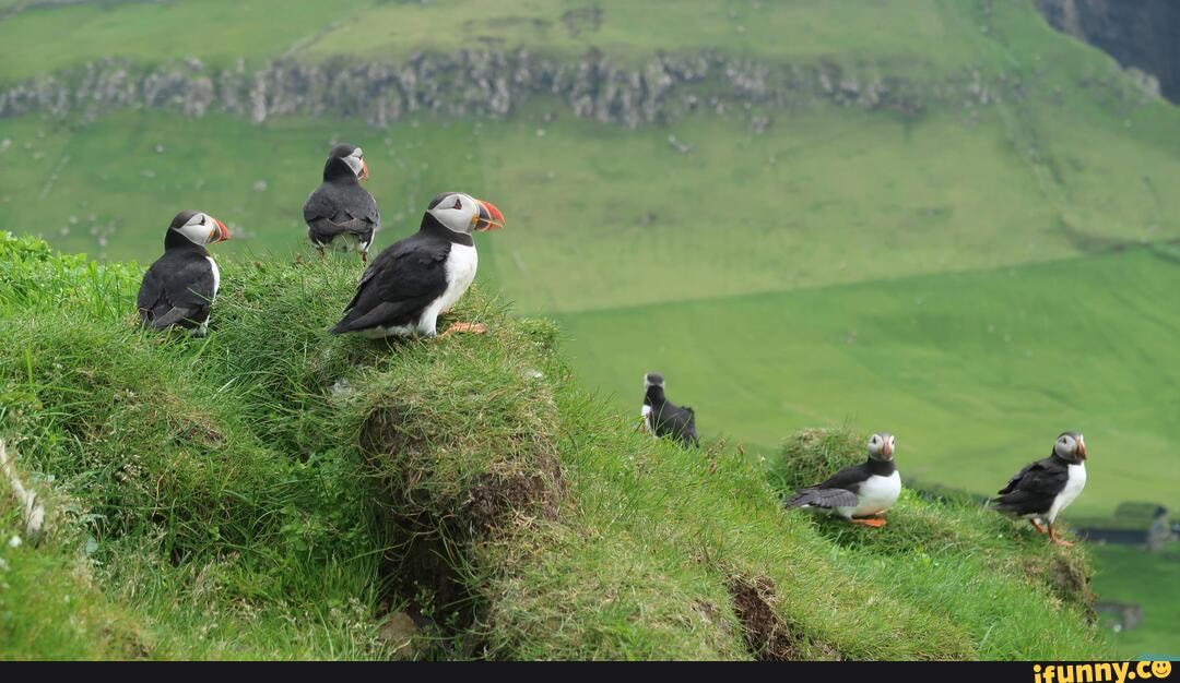 Puffins memes. Best Collection of funny Puffins pictures on iFunny