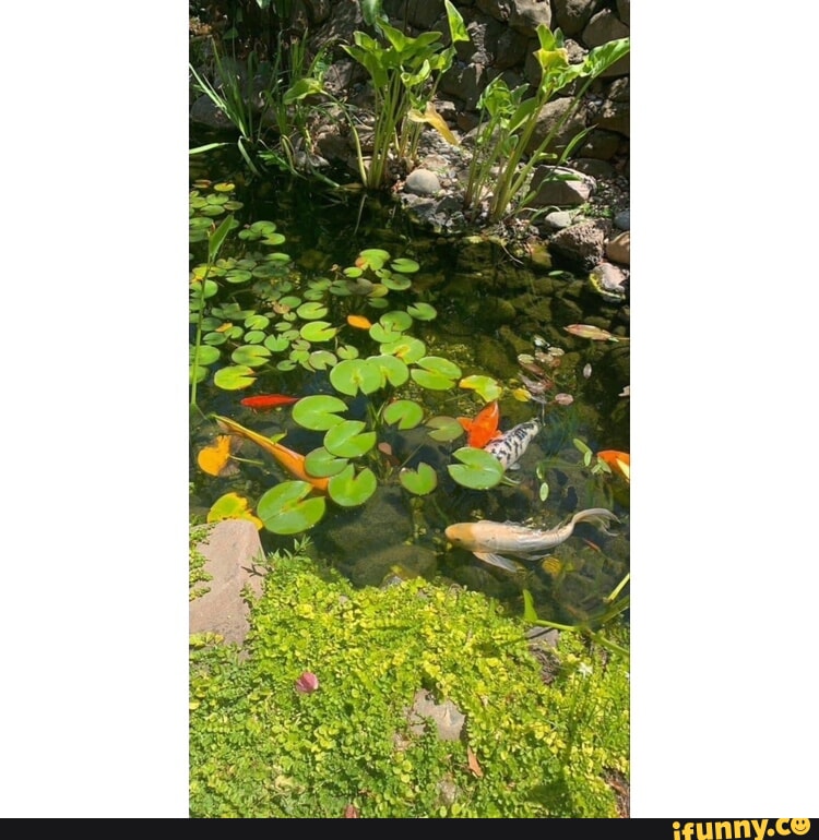 Ponds memes. Best Collection of funny Ponds pictures on iFunny
