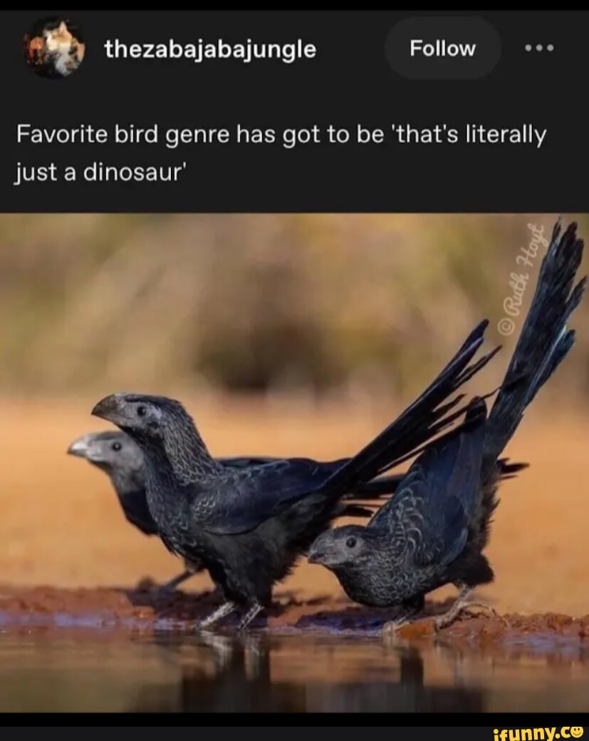 Favorite bird genre has got to be 'that's literally just a dinosaur ...