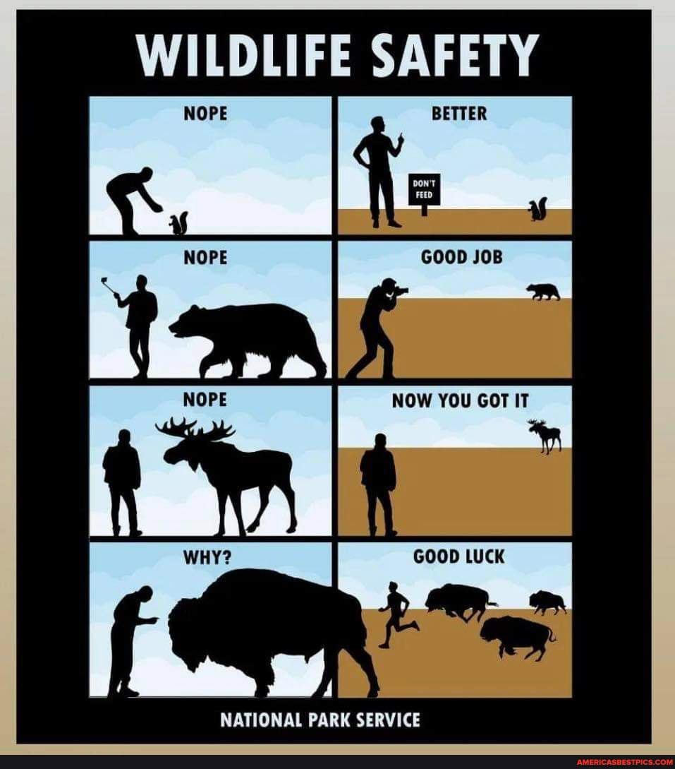 A helpful infographic 😐😂 - WILDLIFE SAFETY BETTER NOPE fa GOOD JOB NOPE ...