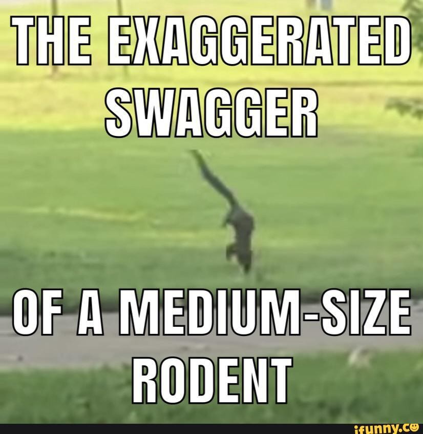 THE EXAGGERATED SWAGGER OF A MEDIUM-SIZE RODENT - iFunny