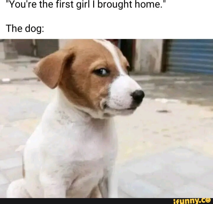 "You re the first girl I brought home. The dog: - iFunny