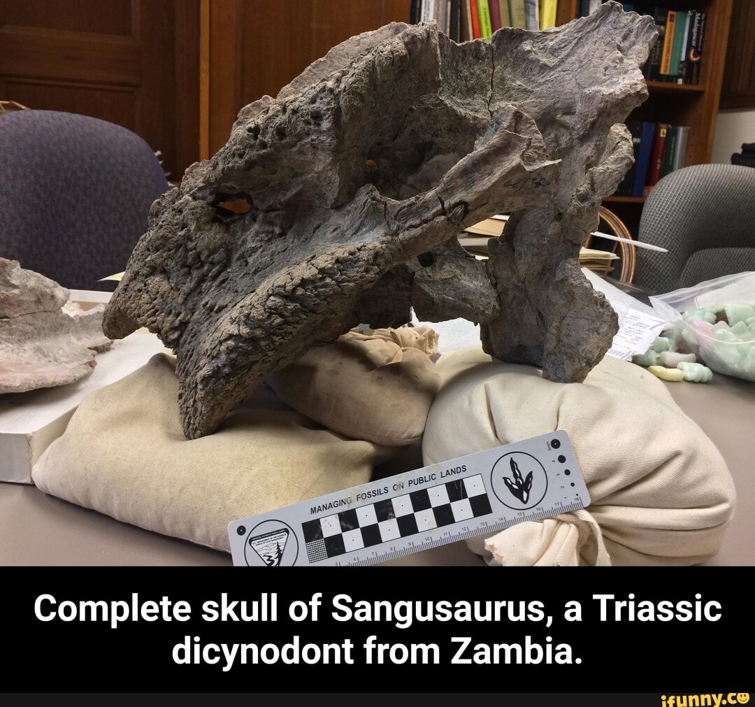 Complete skull of Sangusaurus, a Triassic dicynodont from Zambia ...