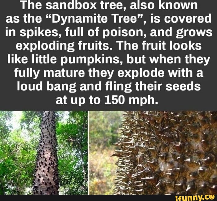 The sandbox tree, also known as the "Dynamite Tree", is covered in ...
