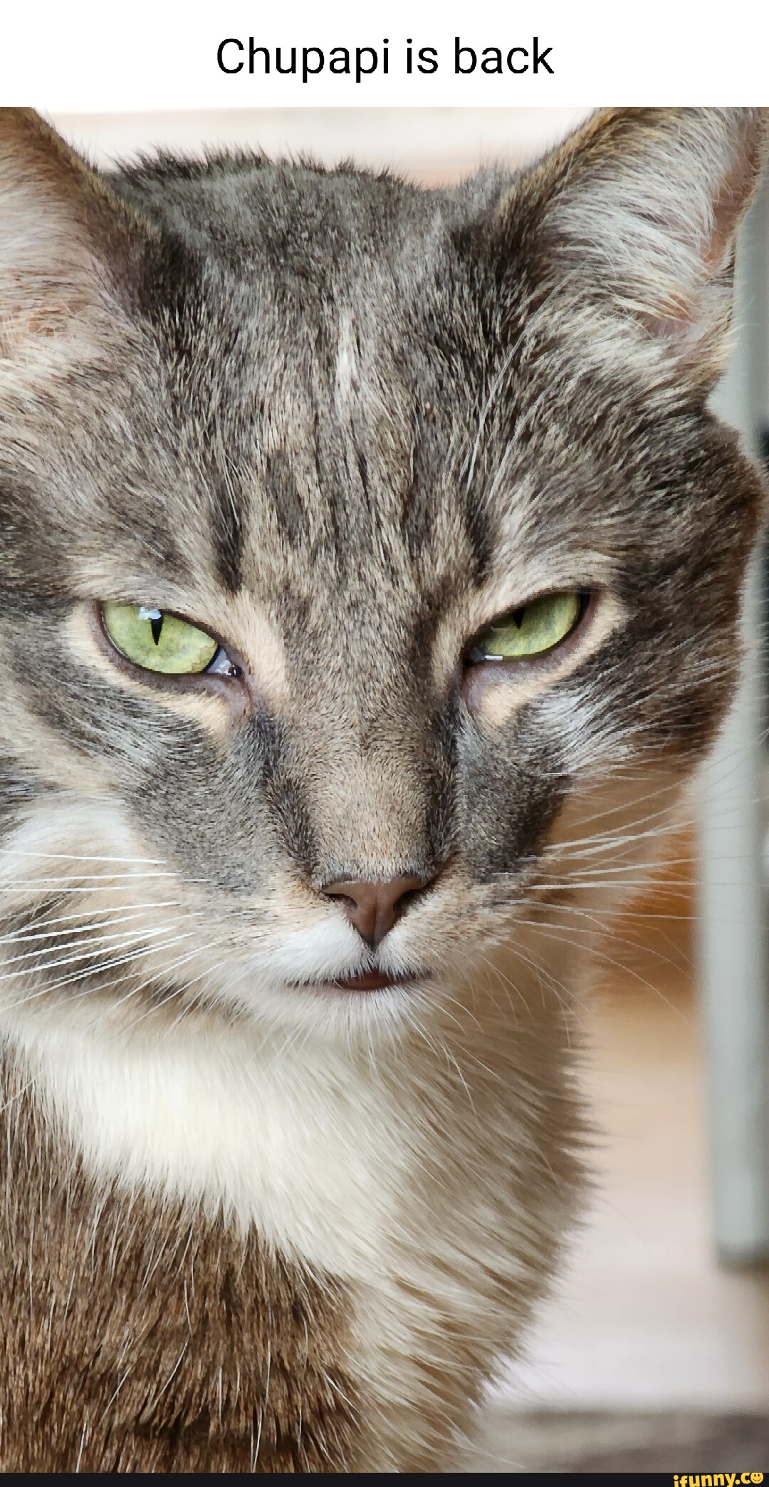 Chupapi is back - iFunny