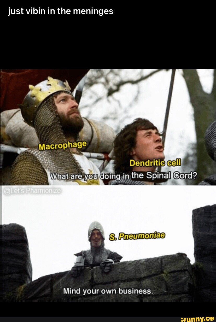 Meninges memes. Best Collection of funny Meninges pictures on iFunny