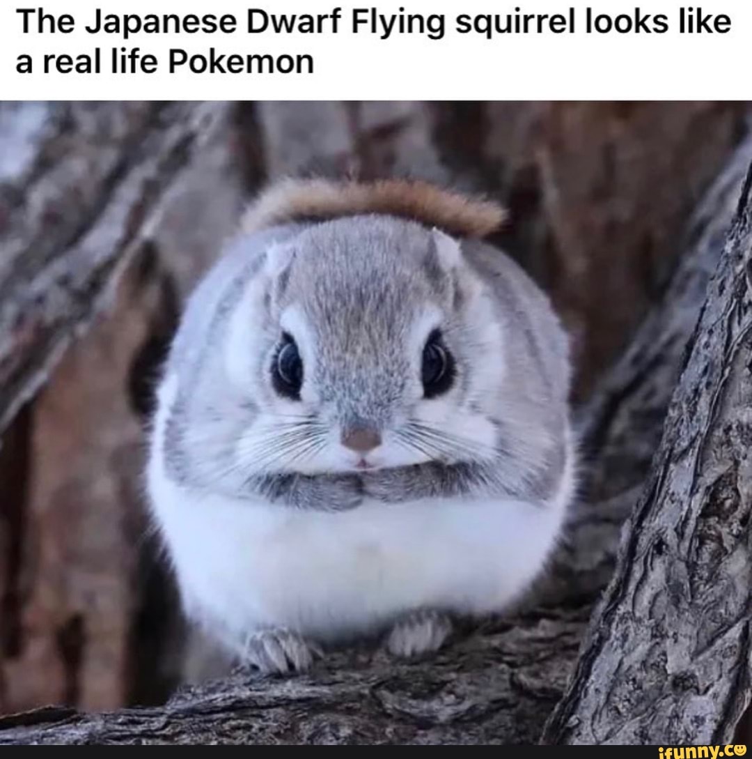 The Japanese Dwarf Flying squirrel looks like a real life Pokemon - iFunny