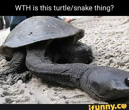 Wth memes. Best Collection of funny Wth pictures on iFunny