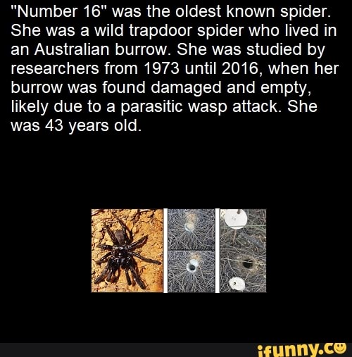 "Number 16" was the oldest known spider. She was a wild trapdoor spider ...