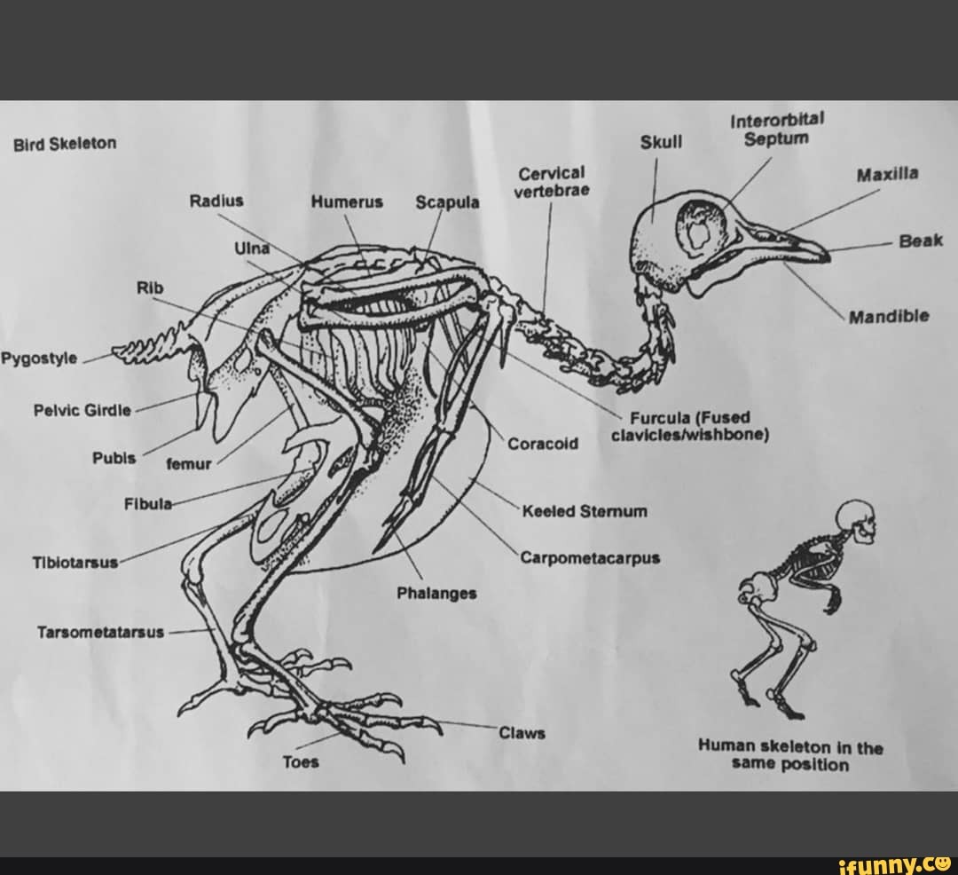 Int Bird Skeleton Skull Septum Cervical vertebrae Radius Scapula Beak ...
