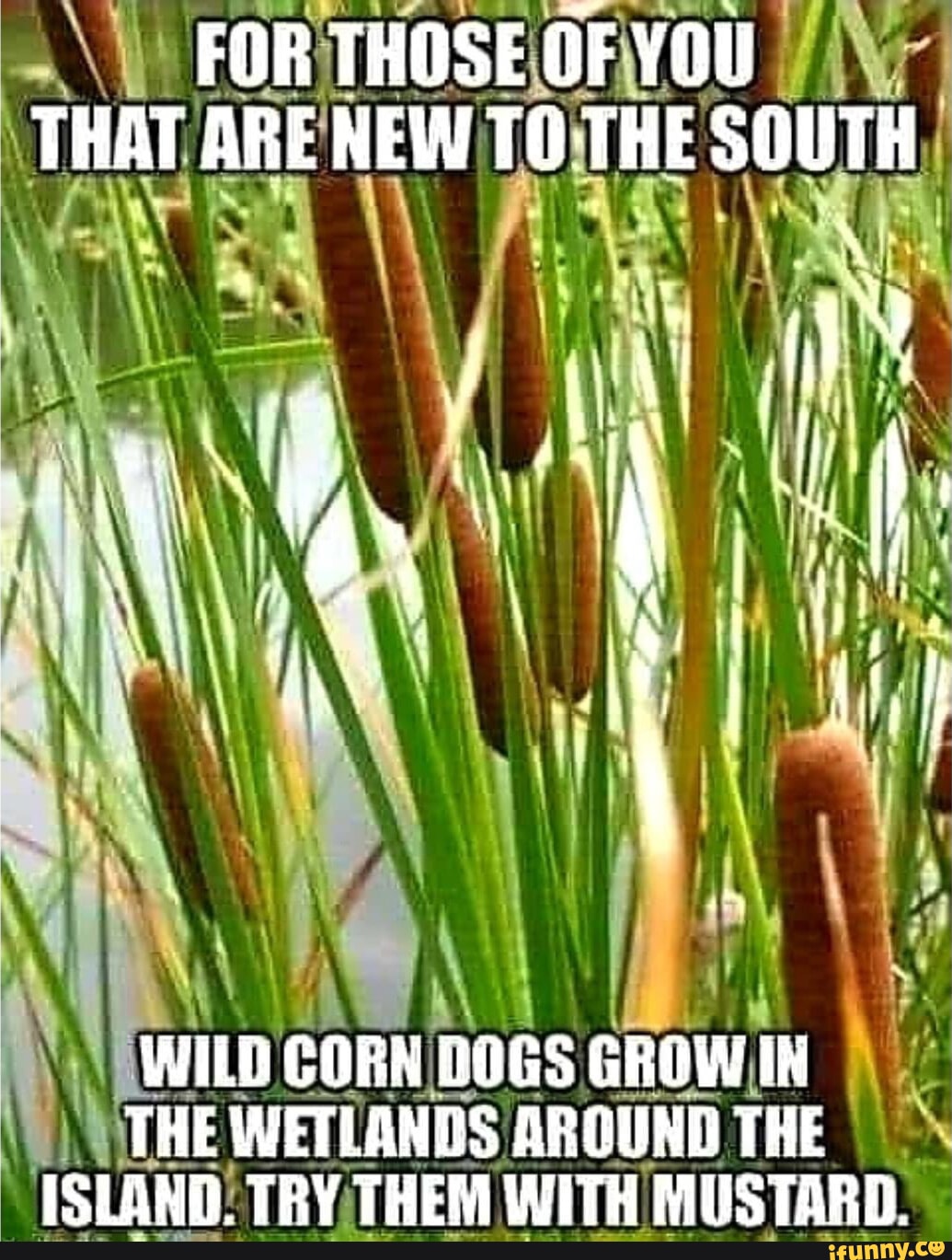 Wetlands memes. Best Collection of funny Wetlands pictures on iFunny