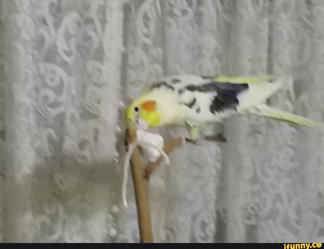 Chomp memes. Best Collection of funny Chomp pictures on iFunny