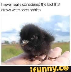 Crows memes. Best Collection of funny Crows pictures on iFunny