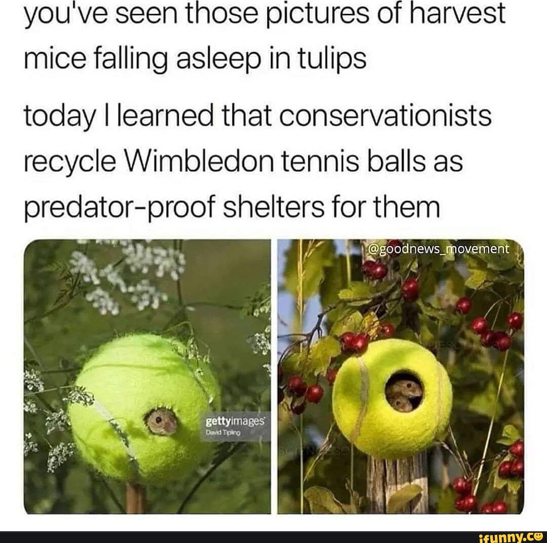 Wimbledon memes. Best Collection of funny Wimbledon pictures on iFunny