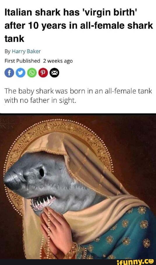 Italian shark has 'virgin birth' after 10 years in all-female shark ...