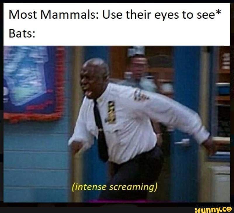 First meme dump - Most Mammals: Use their eyes to see* Bats: (intense ...