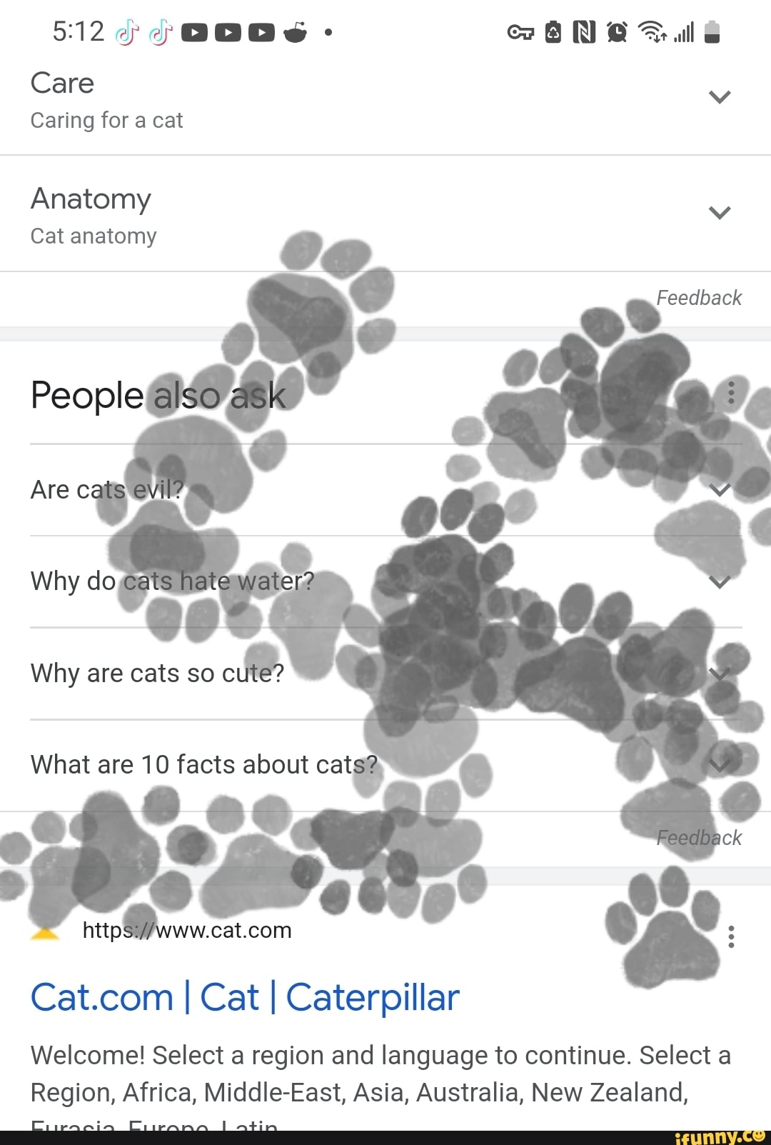 Care Caring for a cat Anatomy Cat anatomy Feedback People also uk OGY ...
