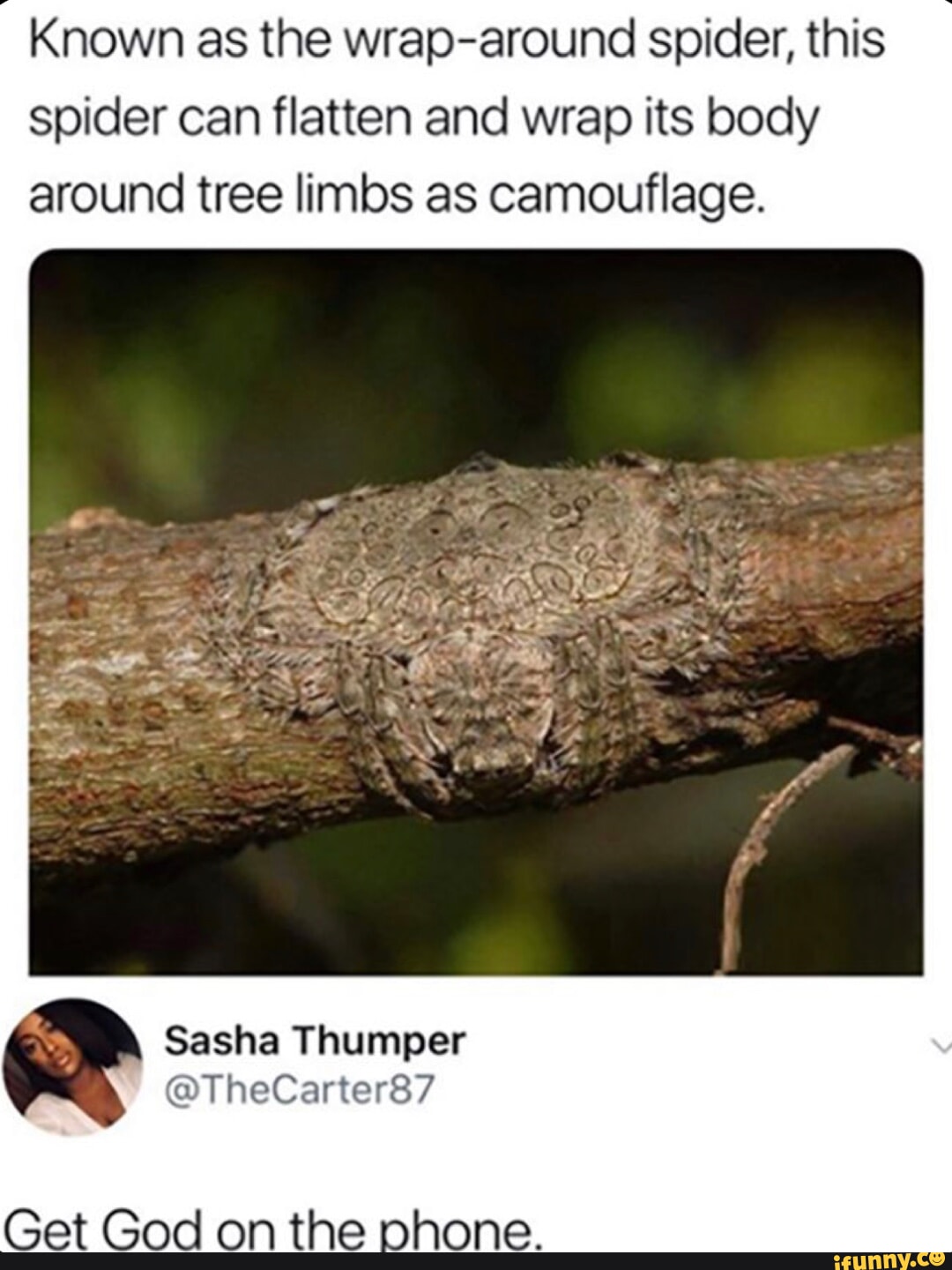 Known as the wrap-around spider, this spider can flatten and wrap its ...