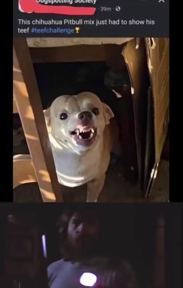 Pithuahua Mix Full Grown