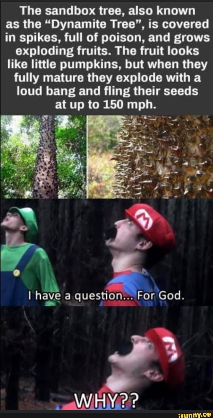 The sandbox tree, also known as the "Dynamite Tree", is covered in ...