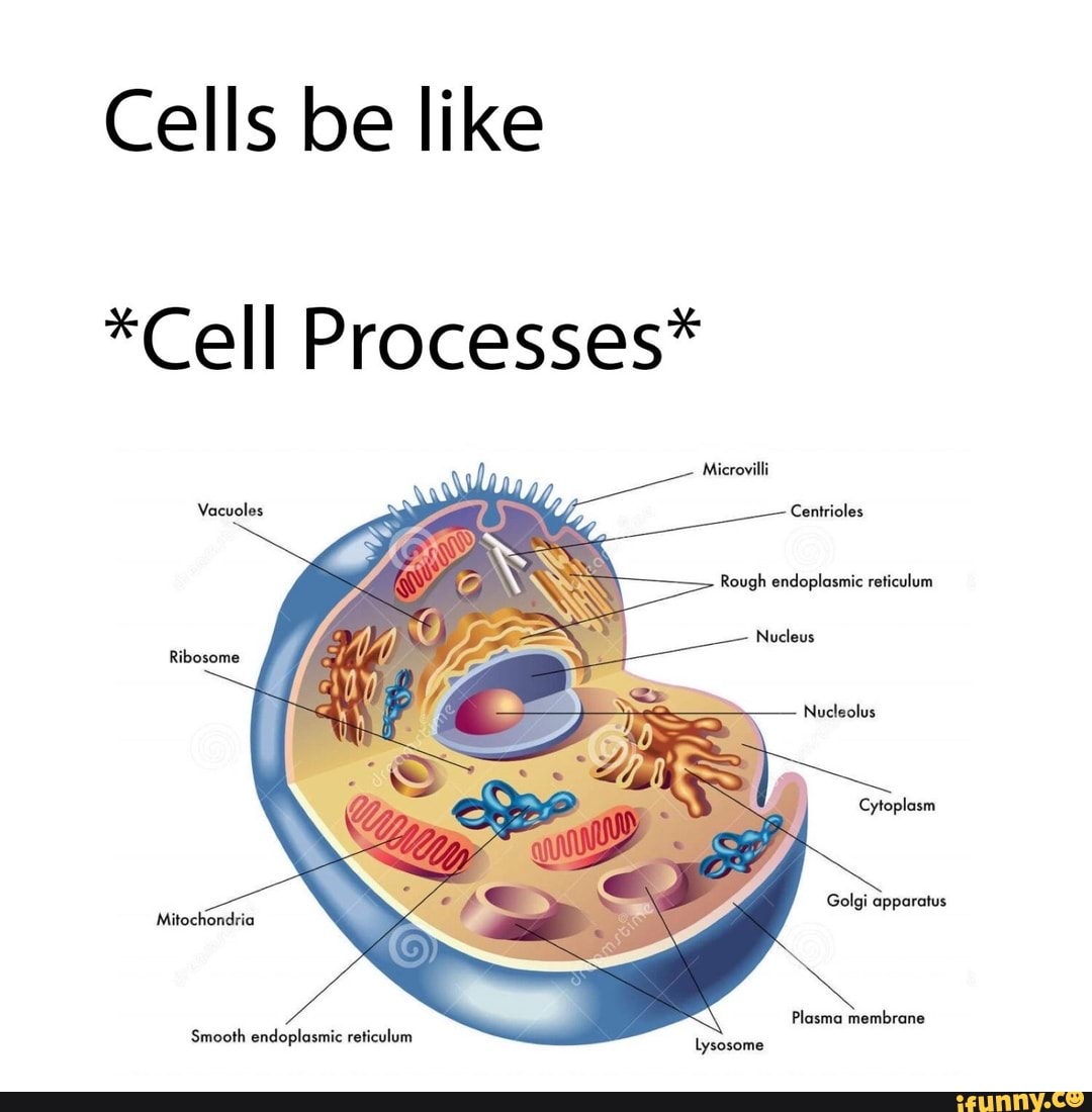 Cytology memes. Best Collection of funny Cytology pictures on iFunny