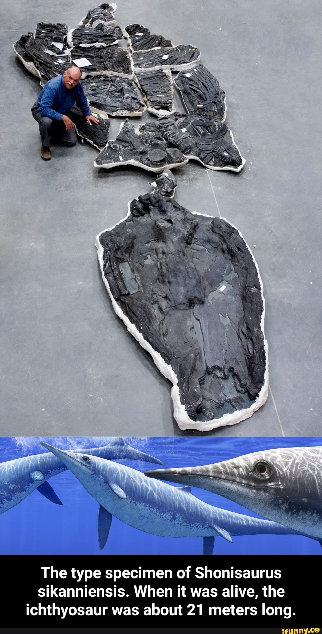 Shonisaurus memes. Best Collection of funny Shonisaurus pictures on iFunny