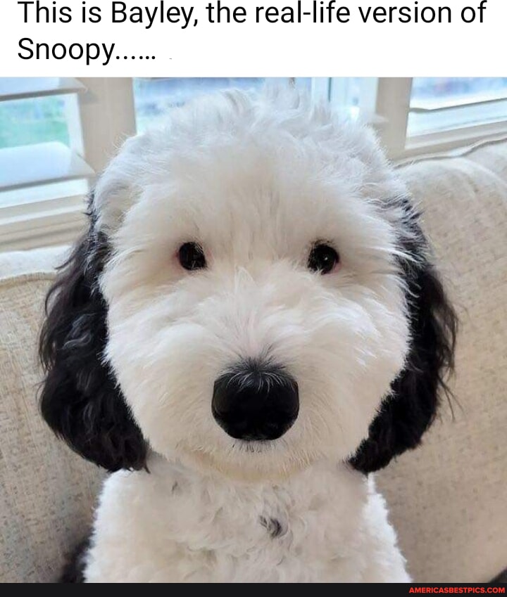 This is Bayley, the real-life version of Snoopy...... - America’s best ...