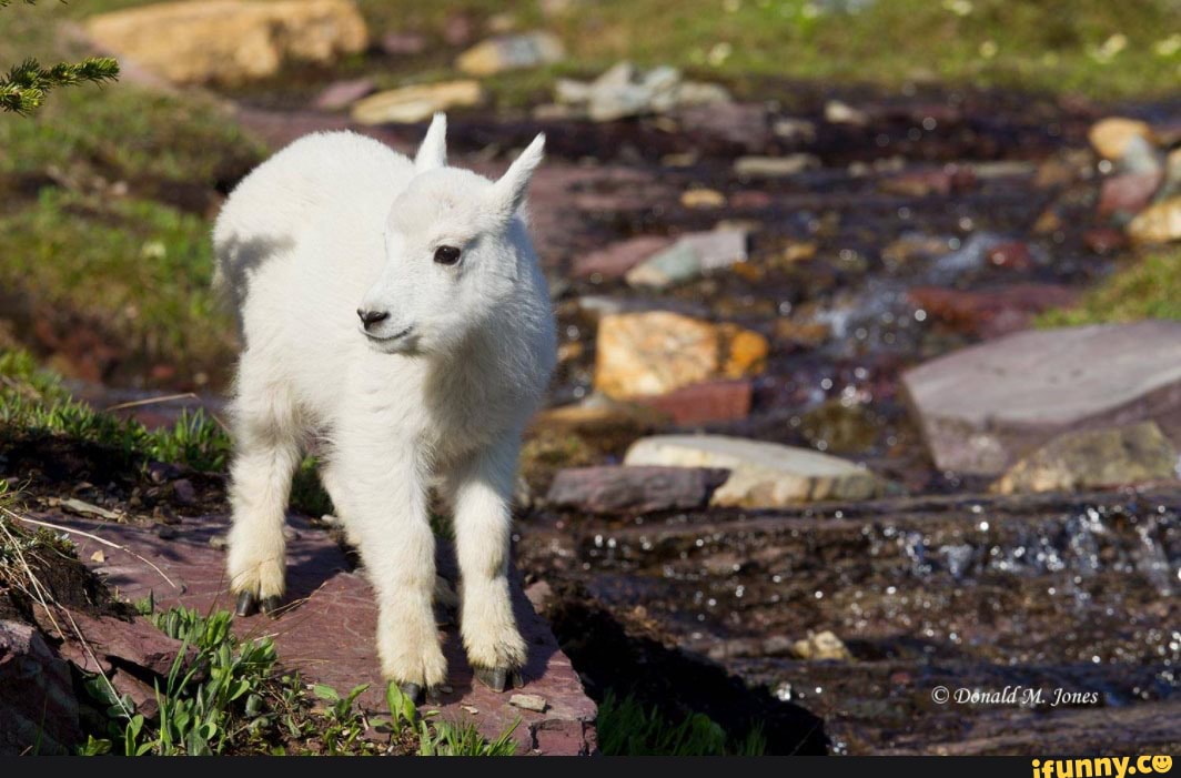 Young Mountain Goat - DonaldM. Jones - iFunny