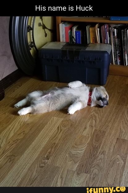 His name is Huck - iFunny