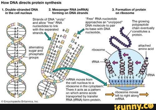 How DNA directs protein synthesis 1.Double-stranded DNA Messenger RNA ...