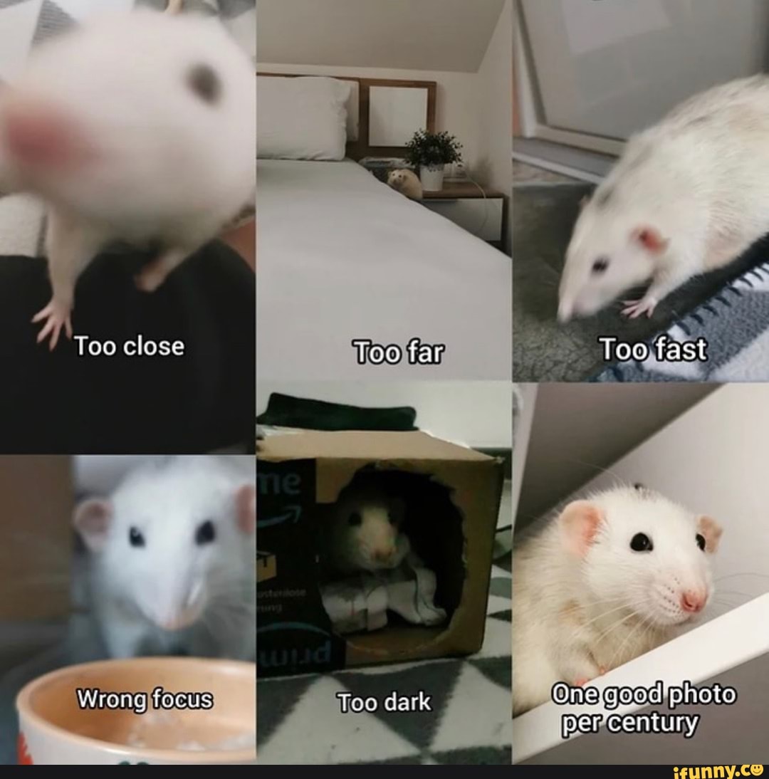 'Too close Too Too dark Too fast od'phote ntury - iFunny