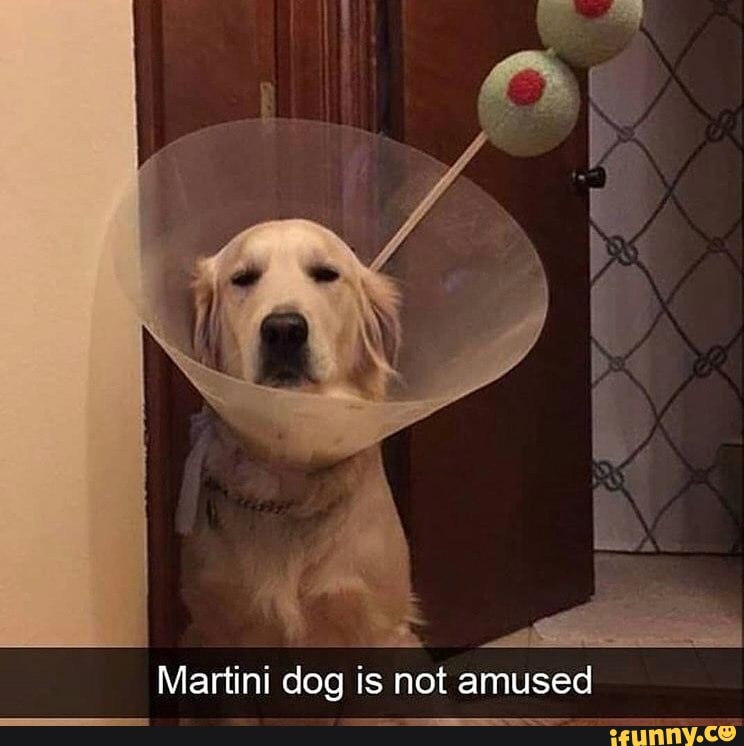 Martini dog is not amused - iFunny