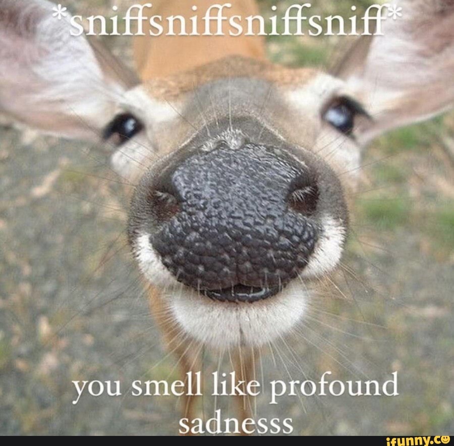 Sadmesss memes. Best Collection of funny Sadmesss pictures on iFunny