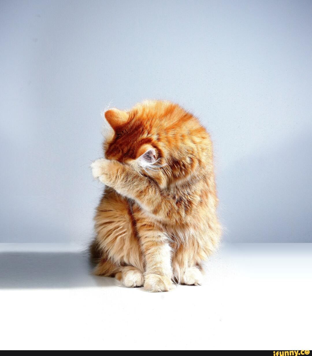 Fuuny_cats memes. Best Collection of funny Fuuny_cats pictures on iFunny