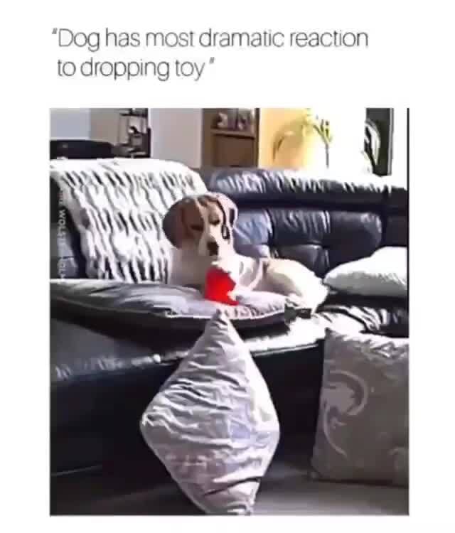 "Dog has most dramatic reaction to dropping toy - )