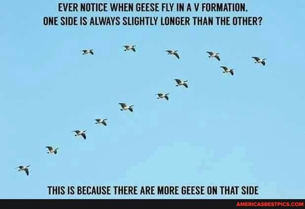 EVER NOTICE WHEN GEESE FLY IN A V FORMATION. ONE SIDE IS ALWAYS ...