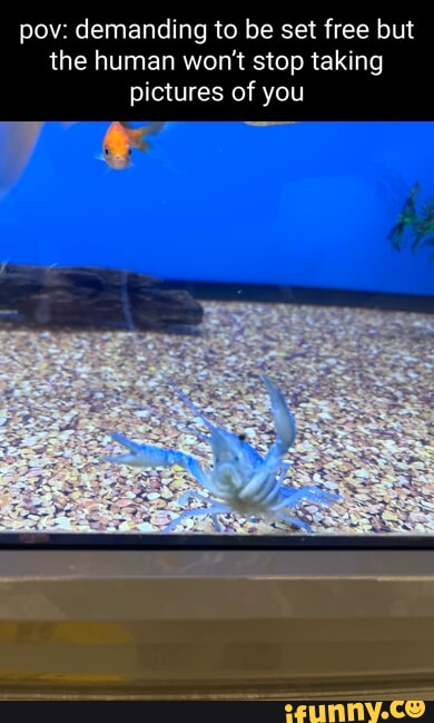 Crawfish memes. Best Collection of funny Crawfish pictures on iFunny