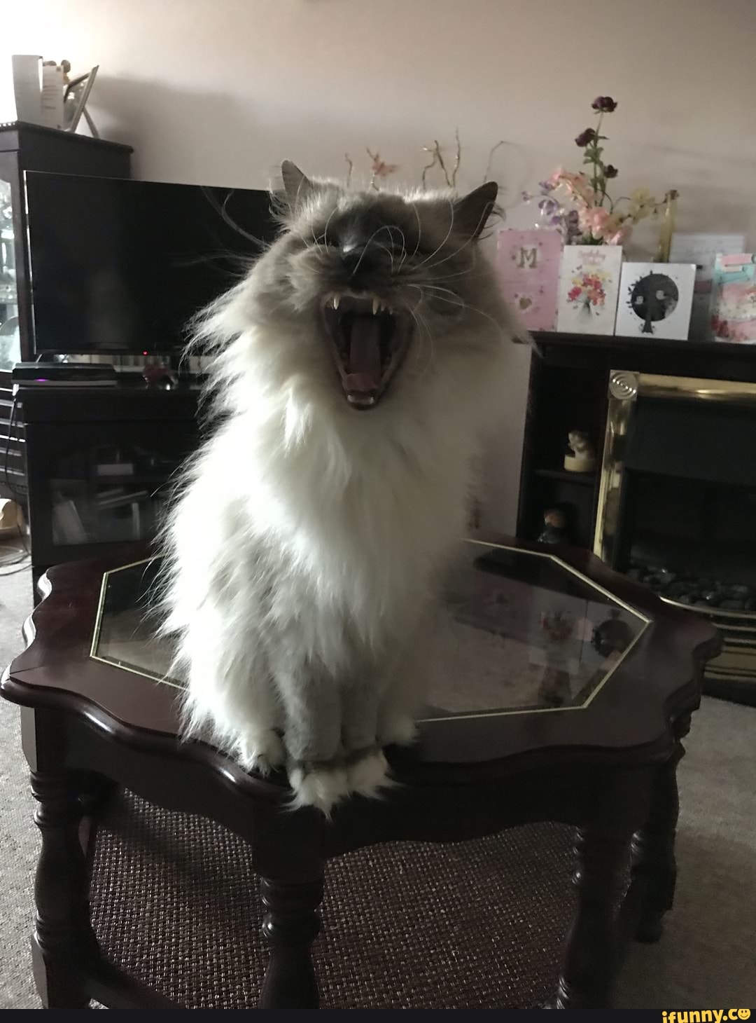 Ragdoll_cat memes. Best Collection of funny Ragdoll_cat pictures on iFunny