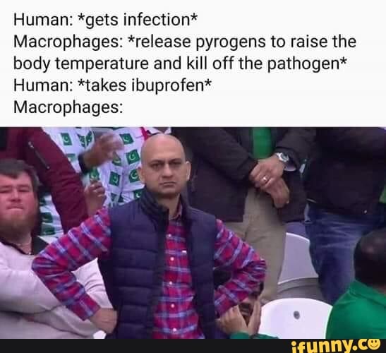 Human: *gets infection* Macrophages: *release pyrogens to raise the ...