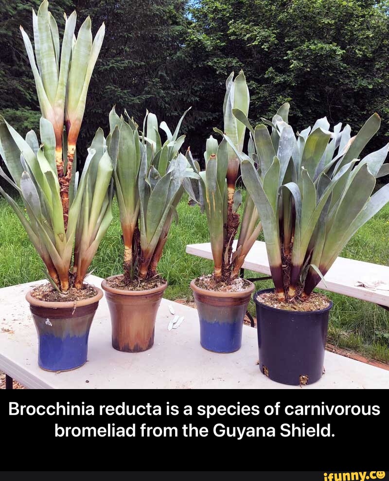 Bromeliad memes. Best Collection of funny Bromeliad pictures on iFunny