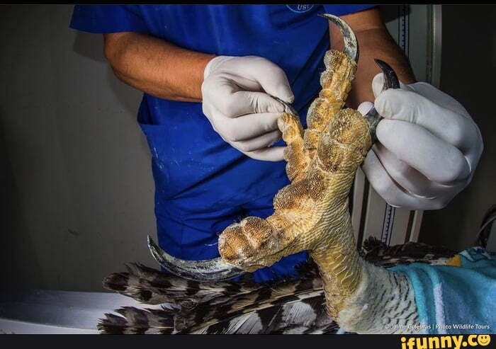 Flap_flap memes. Best Collection of funny Flap_flap pictures on iFunny