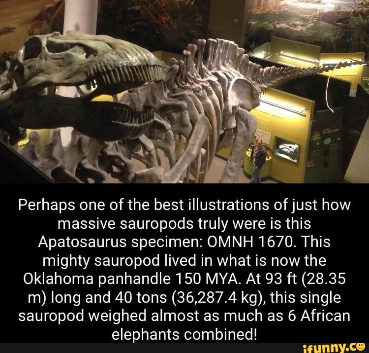 Perhaps one of the best illustrations of just how massive sauropods ...