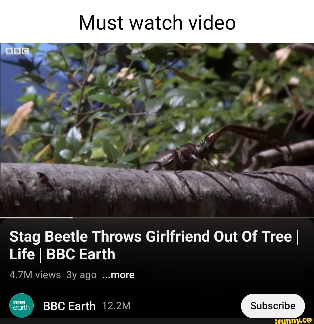 Must watch video Stag Beetle Throws Girlfriend Out Of Tree I Life I BBC ...